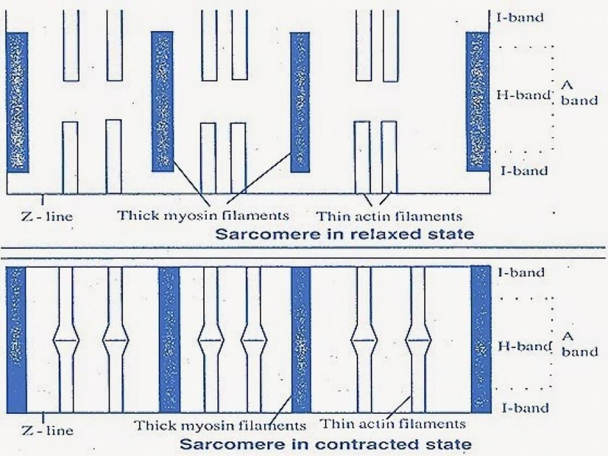 Contraction of Muscle