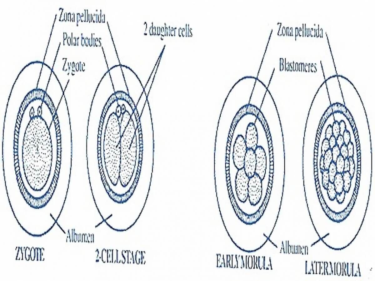 Rabbit Embryo Stages Deer Development Embryology