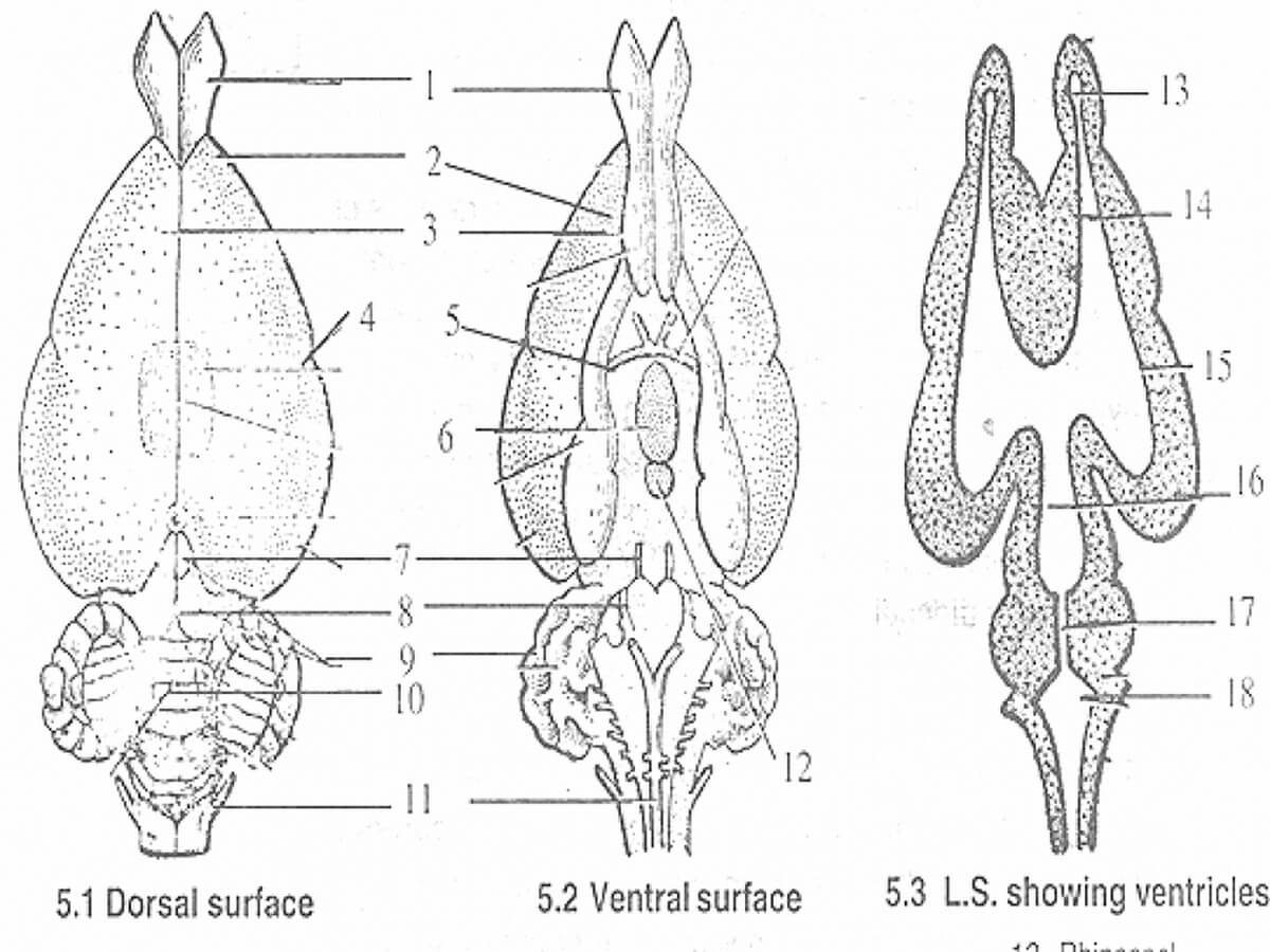 Structure and Functions of Rabbit Brain