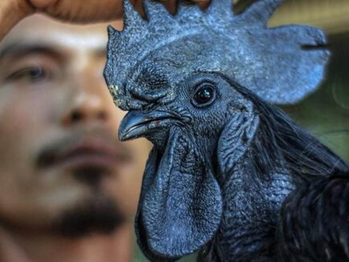 Ayam Cemani: Breed Information, Care Guide, Egg Color and More