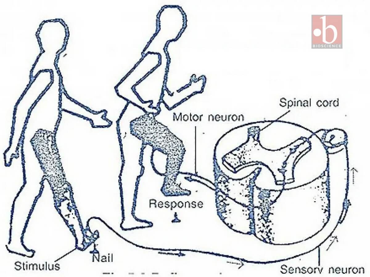 Reflex Actions and Reflex Arc