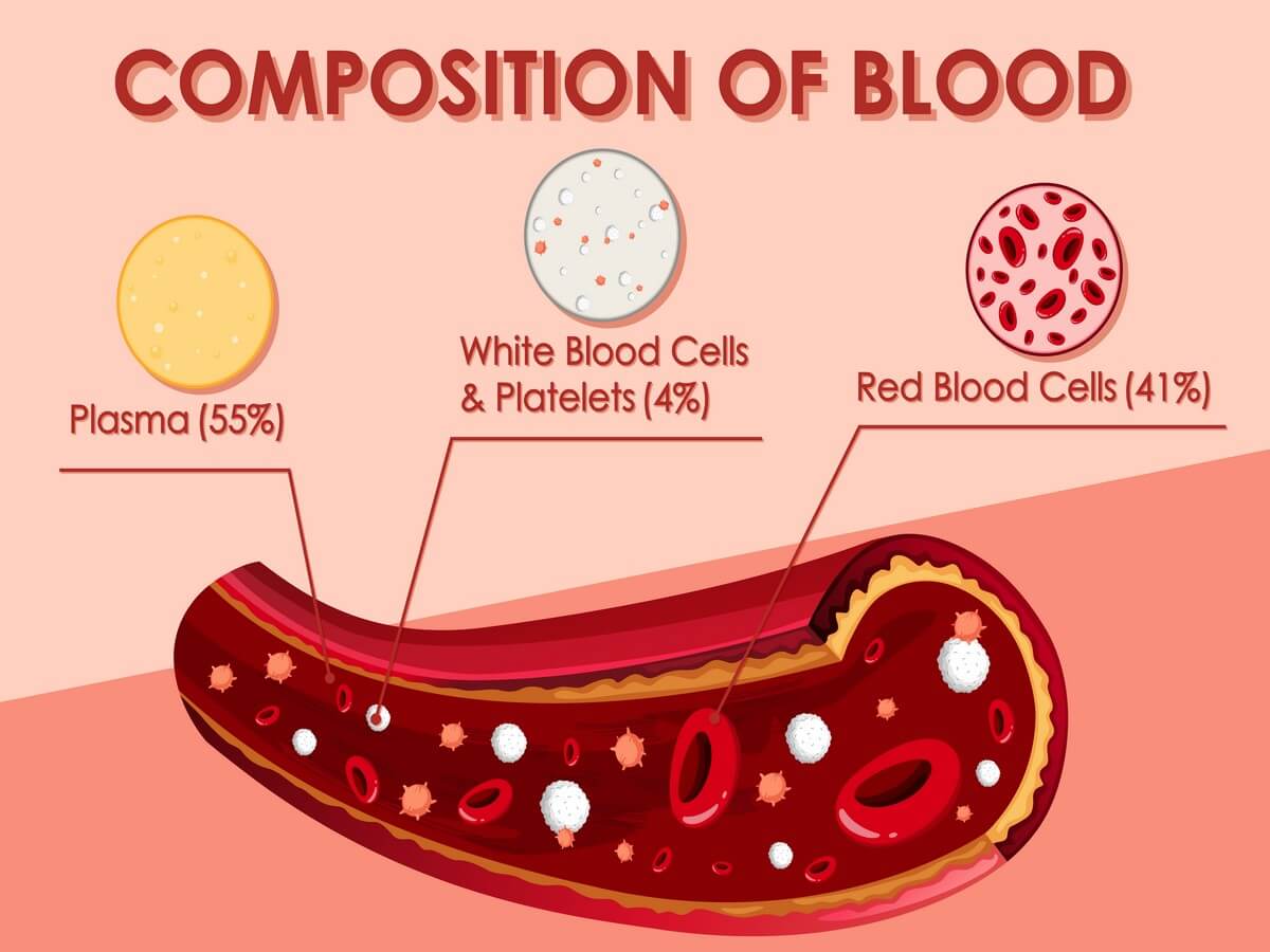 Turbulent Blood Flow Portal Vein Blood Flow – An Anatomical And