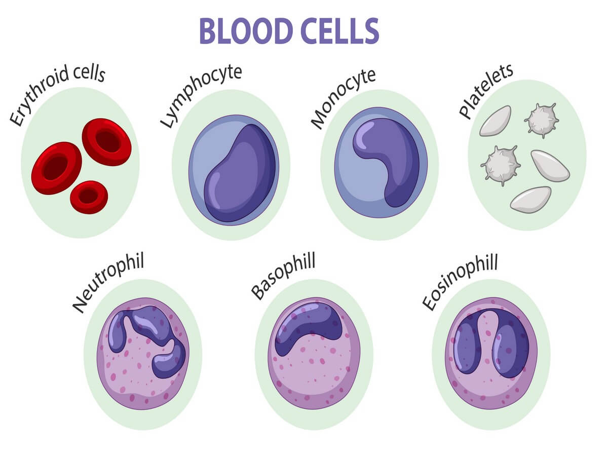 Eosinophil And Lymphocyte Differential Counts In Leukocyte