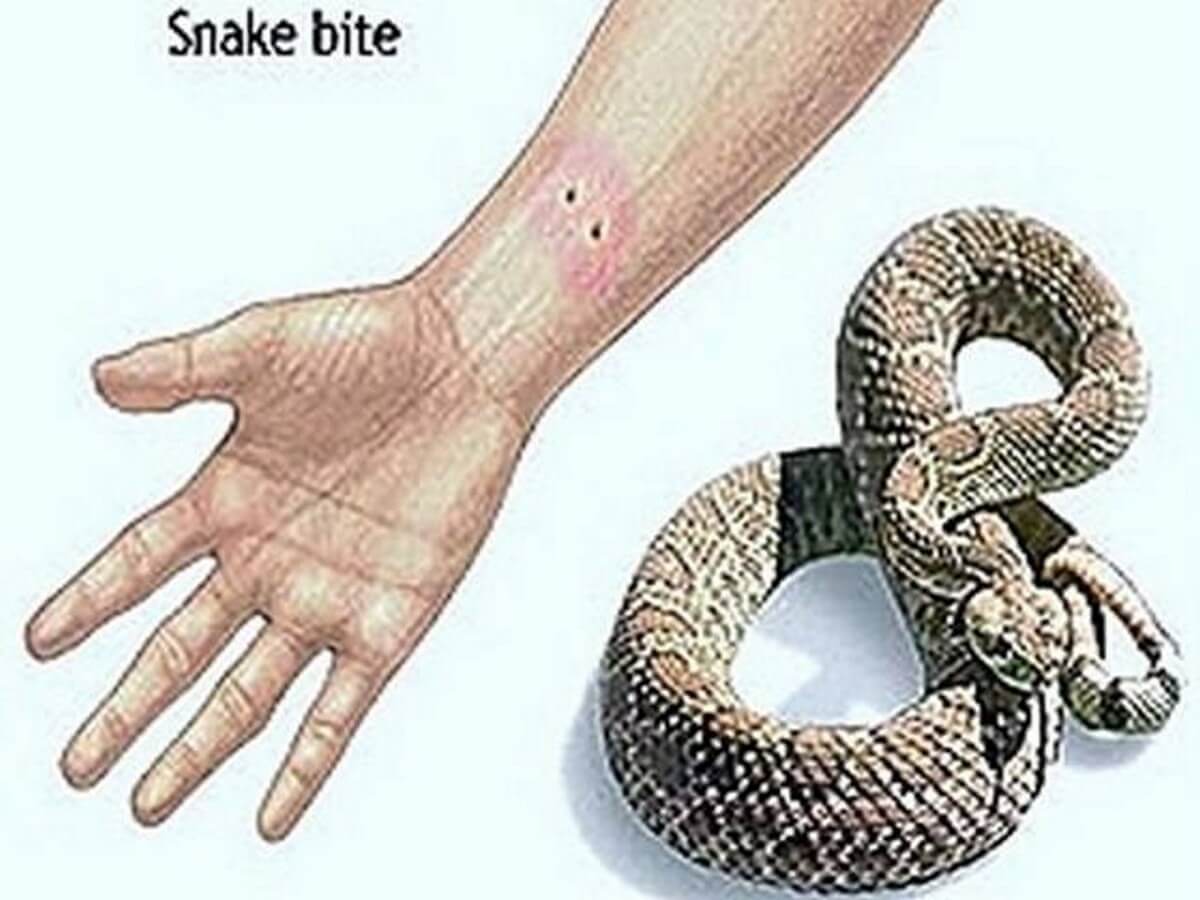 Biting Mechanism of Snakes: How Snakes Inject Venom Efficiently
