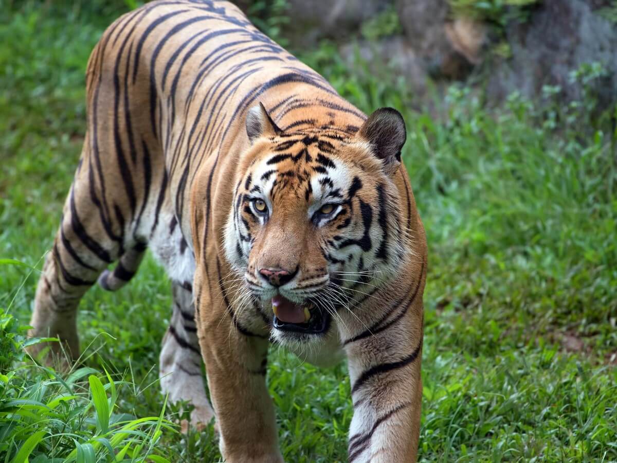 Animals Found in the Jungle: A Comprehensive Guide to Jungle Wildlife