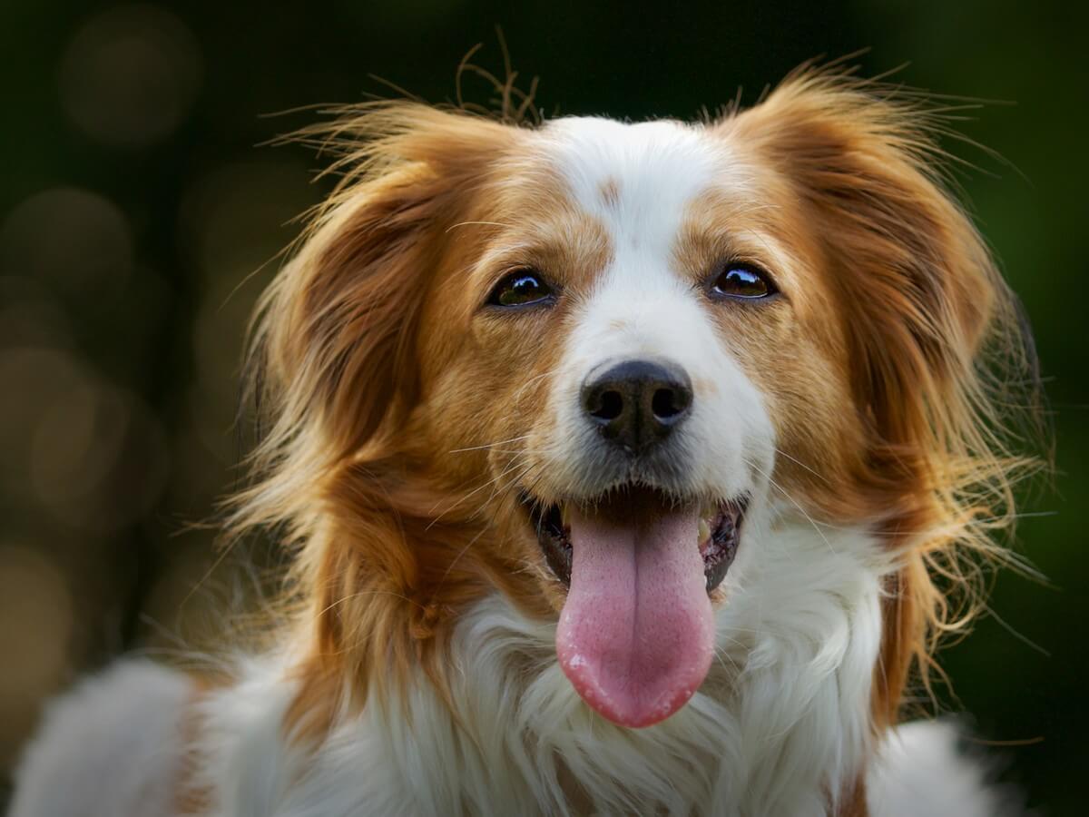 Adjectives to Describe Dogs: Personality, Physical, and Behavioral Traits