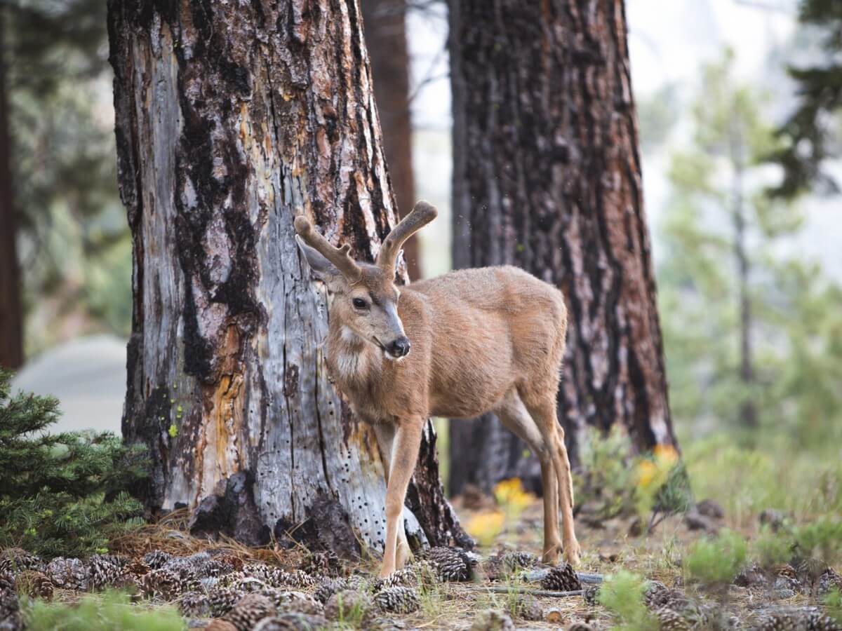 Coniferous Forest Animals: Adaptations, Species & Conservation