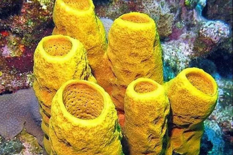Reproduction in Sycon Sponge