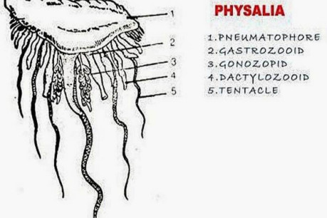 Polymorphism in Cnidaria (Coelenterate)