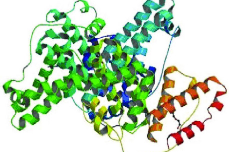 Bovine Serum Albumin (BSA): Structure, Properties, Applications, and ...
